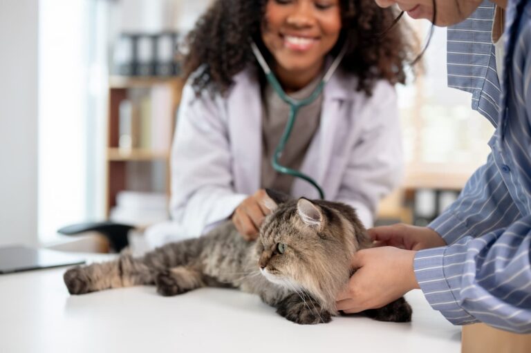Home - All Cats and Dogs Veterinary Clinic